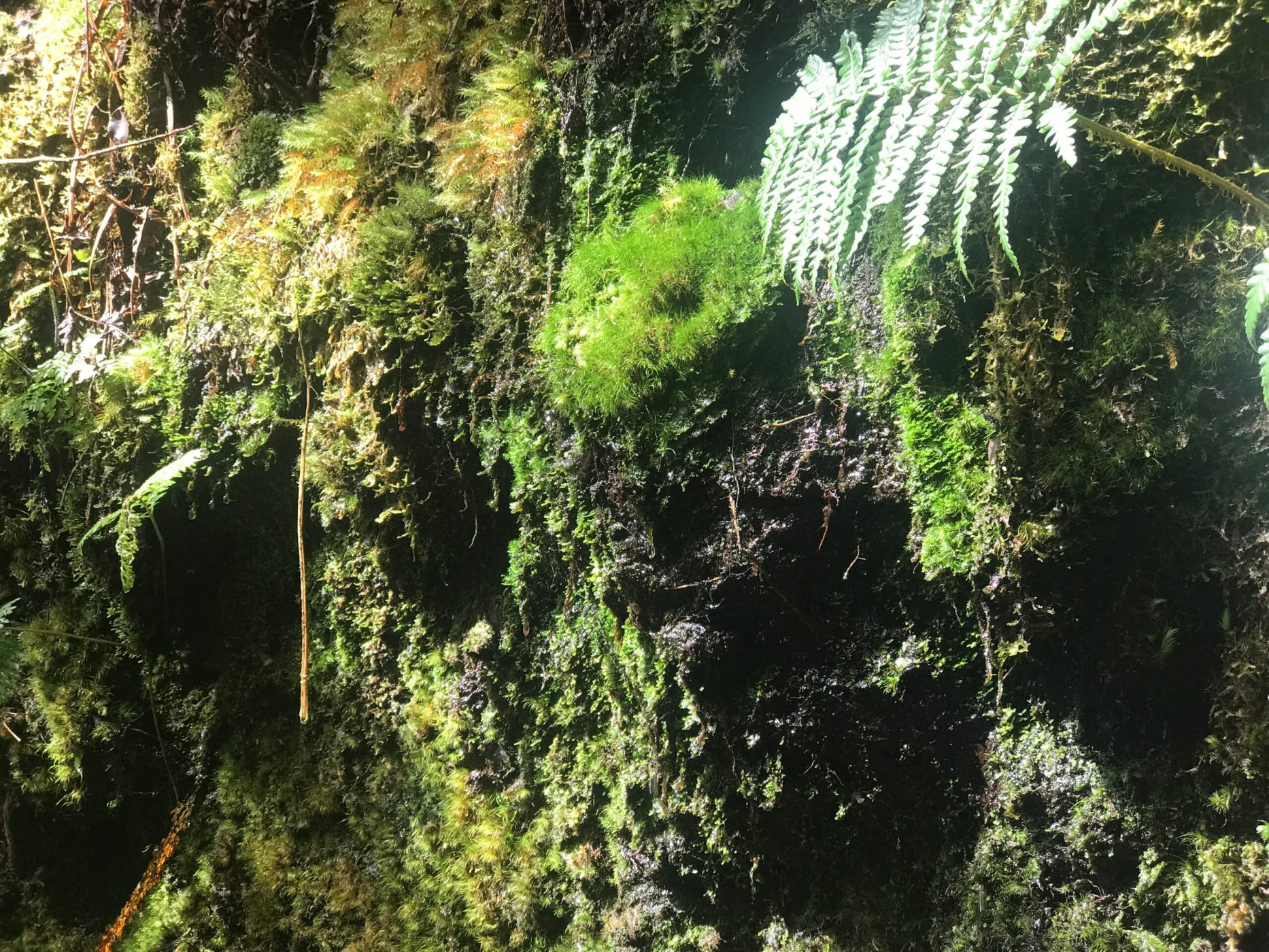 Molokai Forest Tour and Hike in Molokai, HI | Molokai Outdoors
